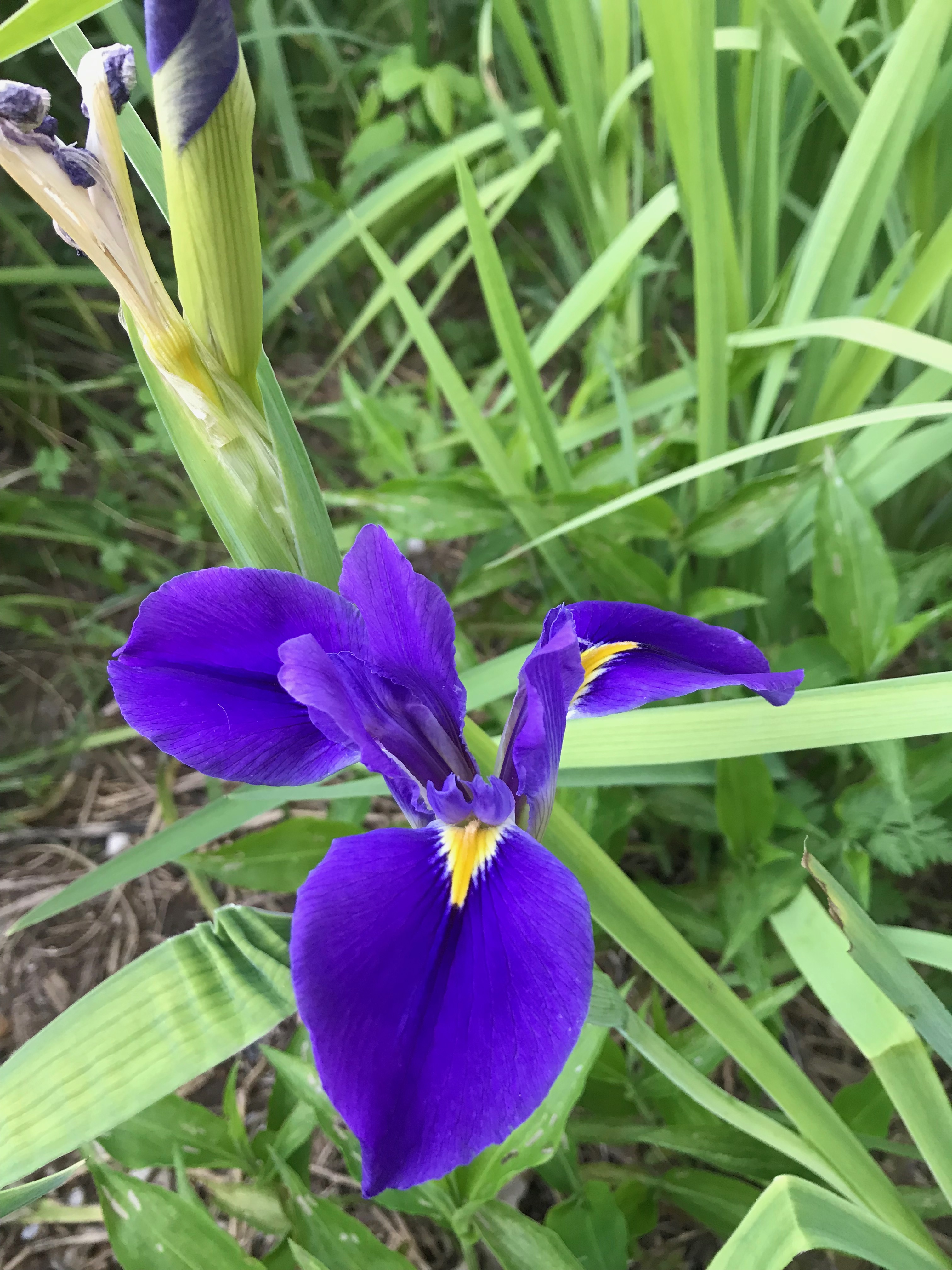 Flower as Metaphor – subtext
