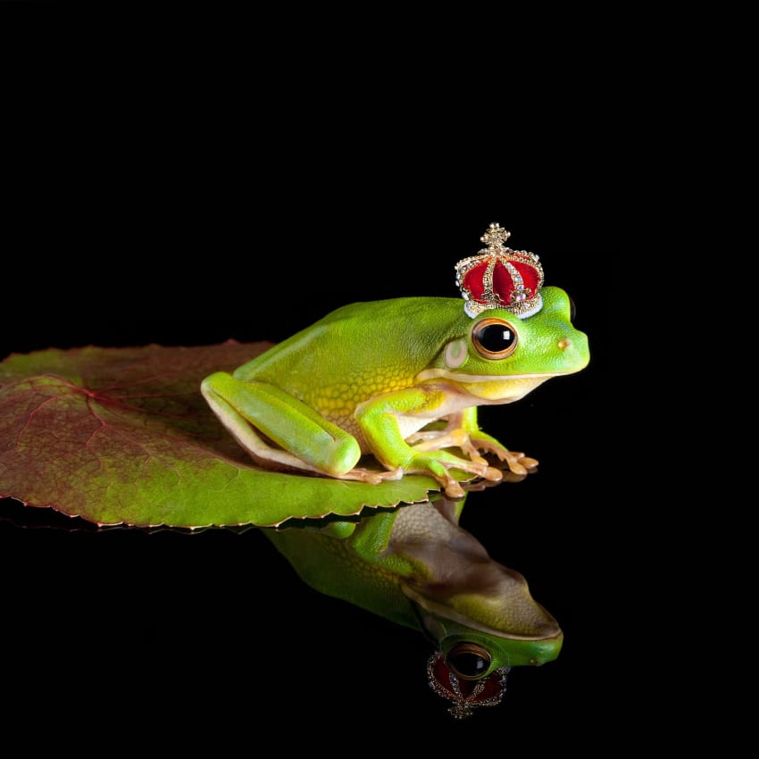 The FrogPrince Without Standing – subtext